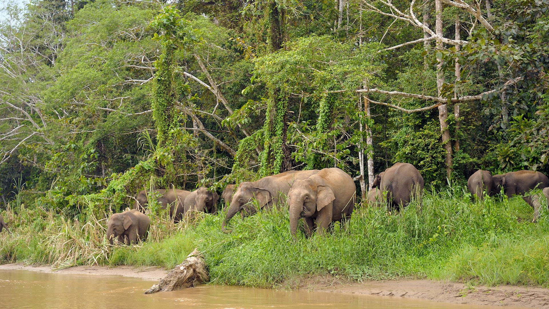 4 tips for Borneo's wildlife-packed Sabah